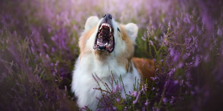 Barking In Corgis: Do Corgis Bark A Lot? - Corgi Care